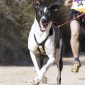 Dog Friendly Races | RunThatMutt.com | Run That Mutt - Dog Friendly Races